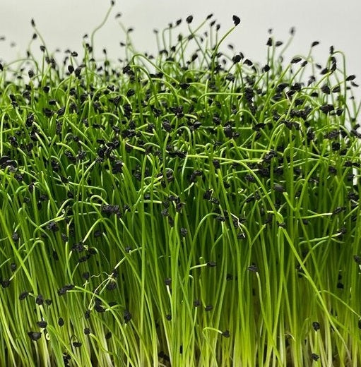Leeks – Microgreens Love